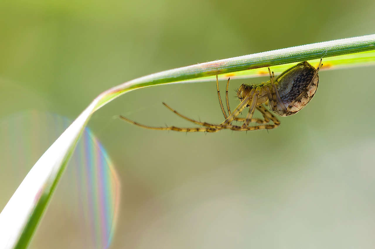 autumn-spider – WISDOM ON ZALA HUB